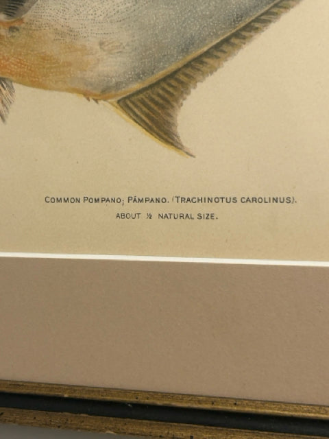 Framed Print Common Pompano, Pampano – Turn The Tables - Northbrook, IL