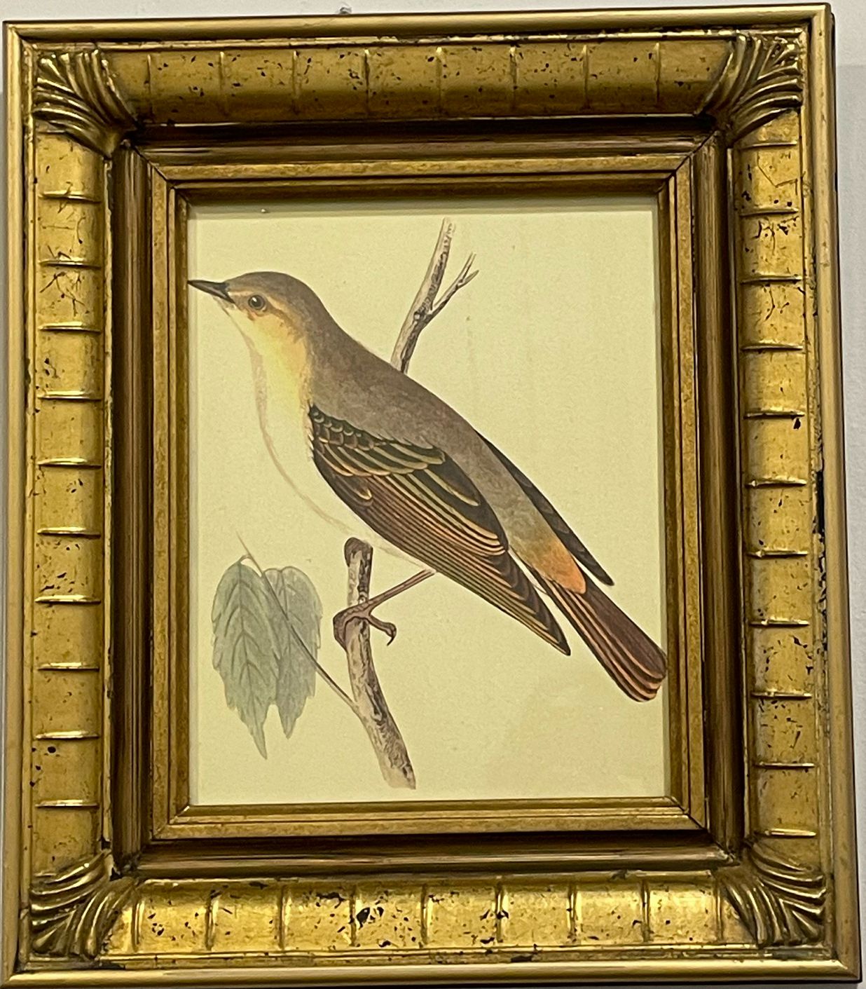 Framed Print of Melodious Willow Warbler – Turn The Tables - Northbrook, IL