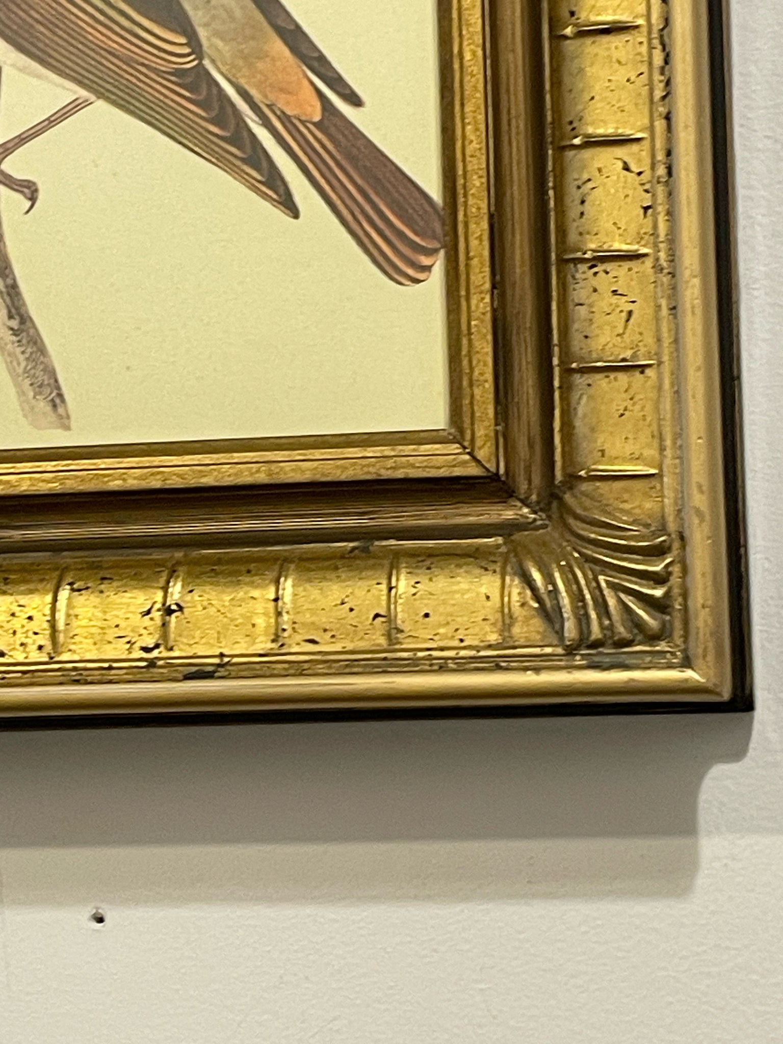 Framed Print of Melodious Willow Warbler – Turn The Tables - Northbrook, IL